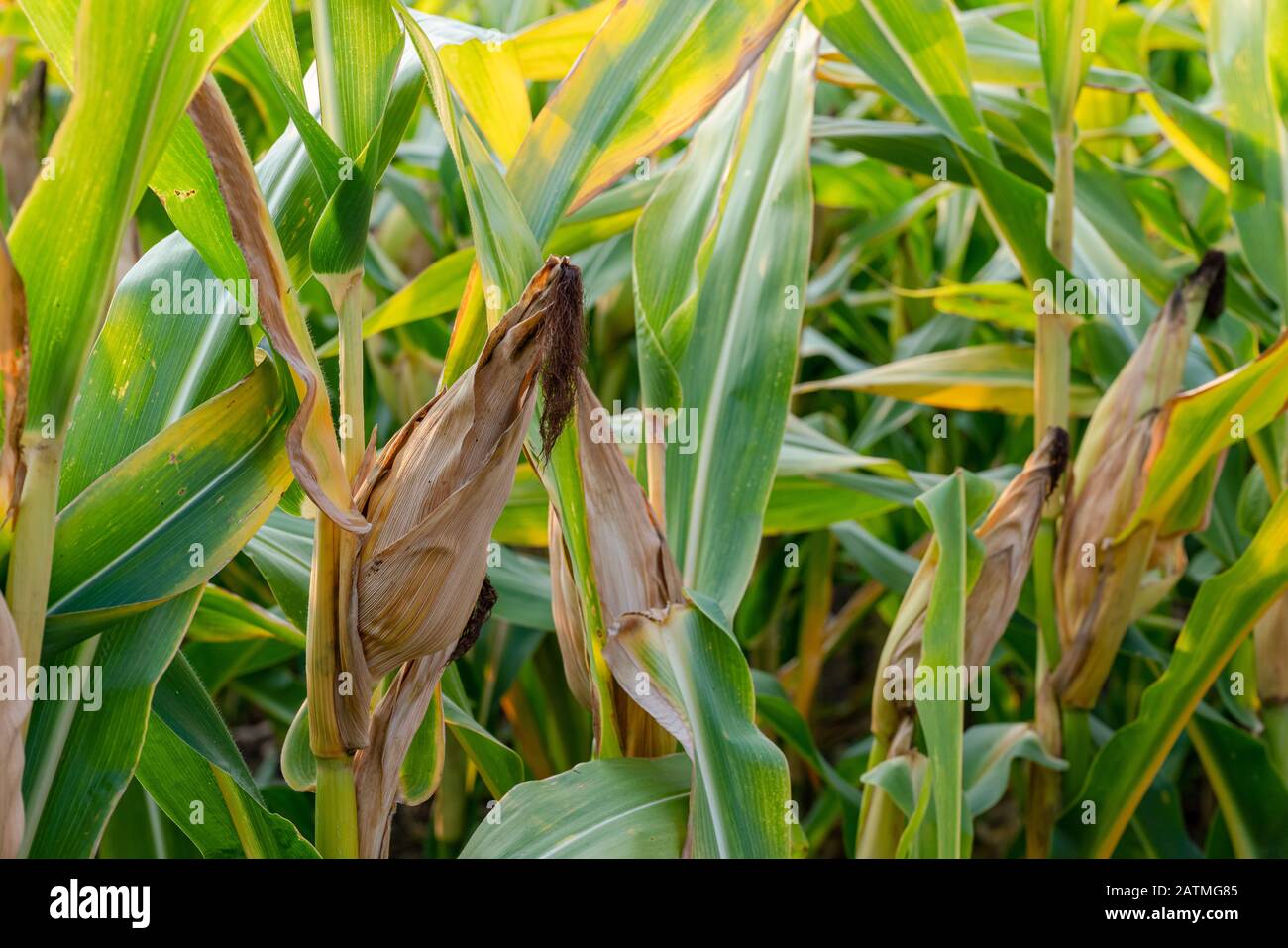 Corn pods hi-res stock photography and images - Alamy