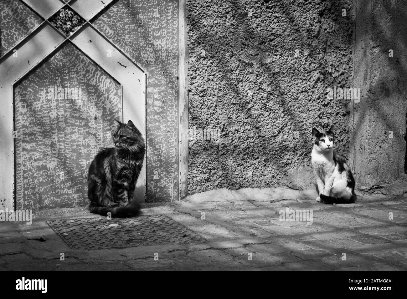 Moroccan cats Black and White Stock Photos & Images - Alamy