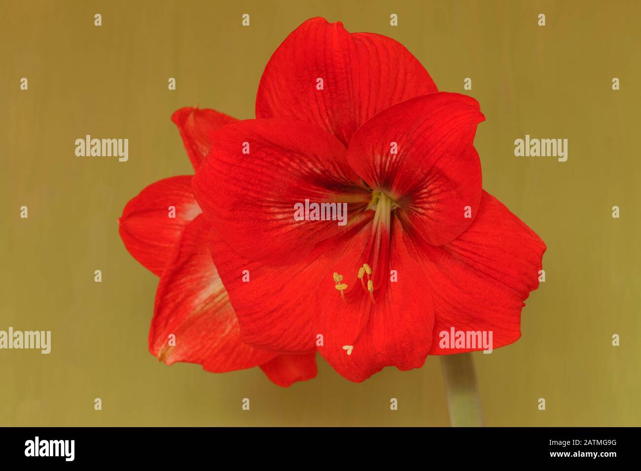 Tall flower pot hi-res stock photography and images - Alamy