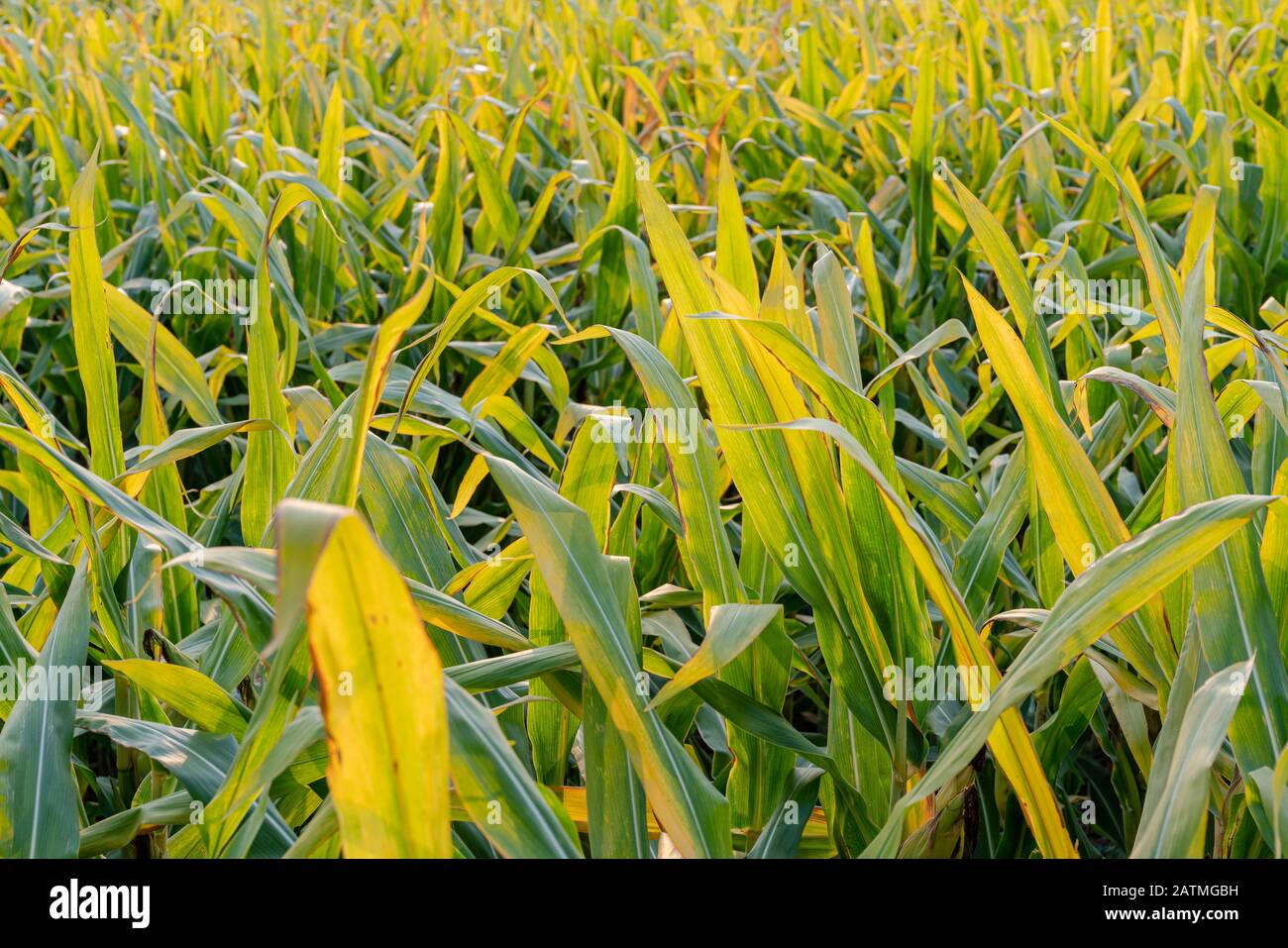 Full grown corn hi-res stock photography and images - Alamy