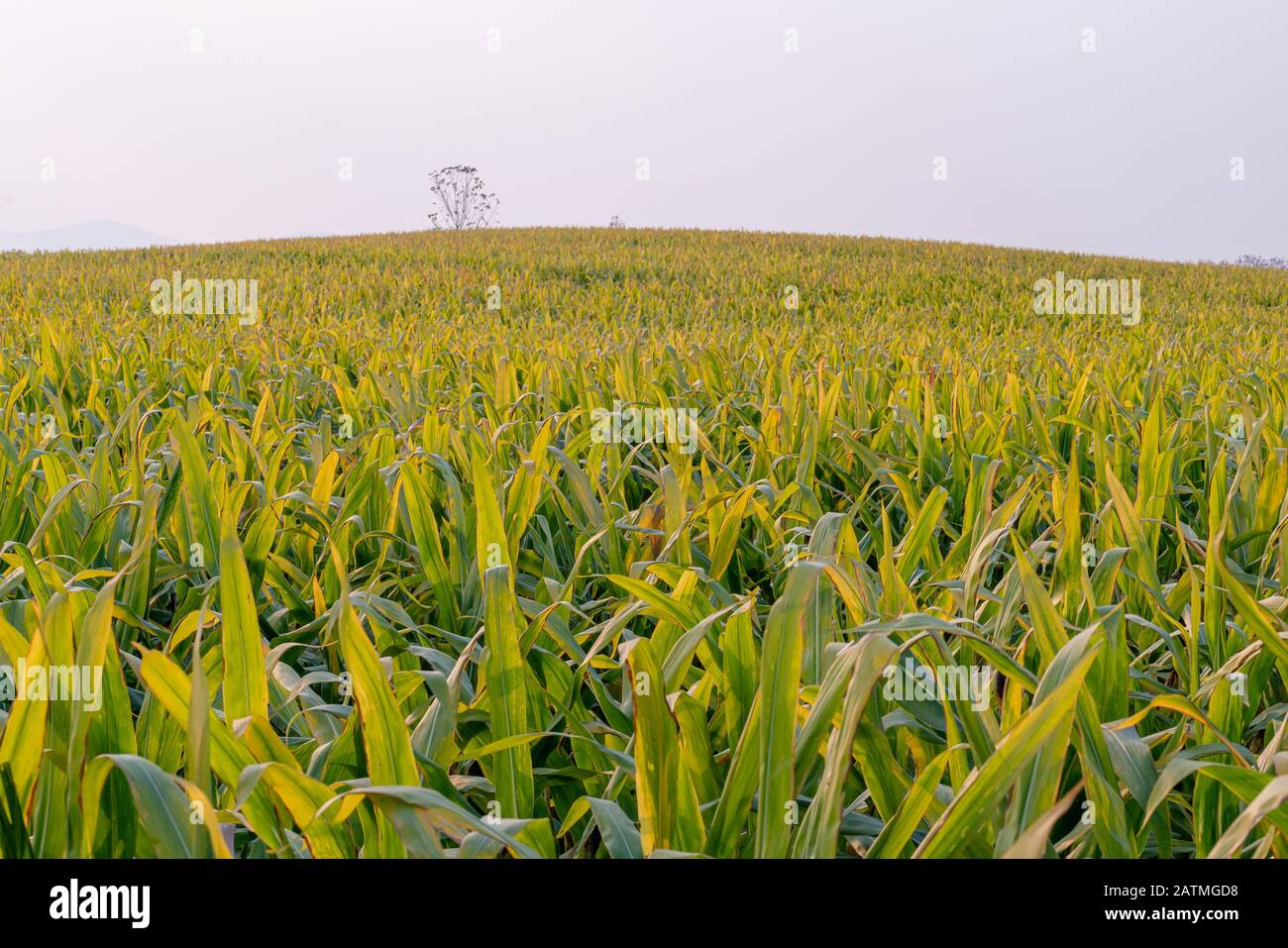 Corn leaves on the farm Full grown corn Stock Photo - Alamy