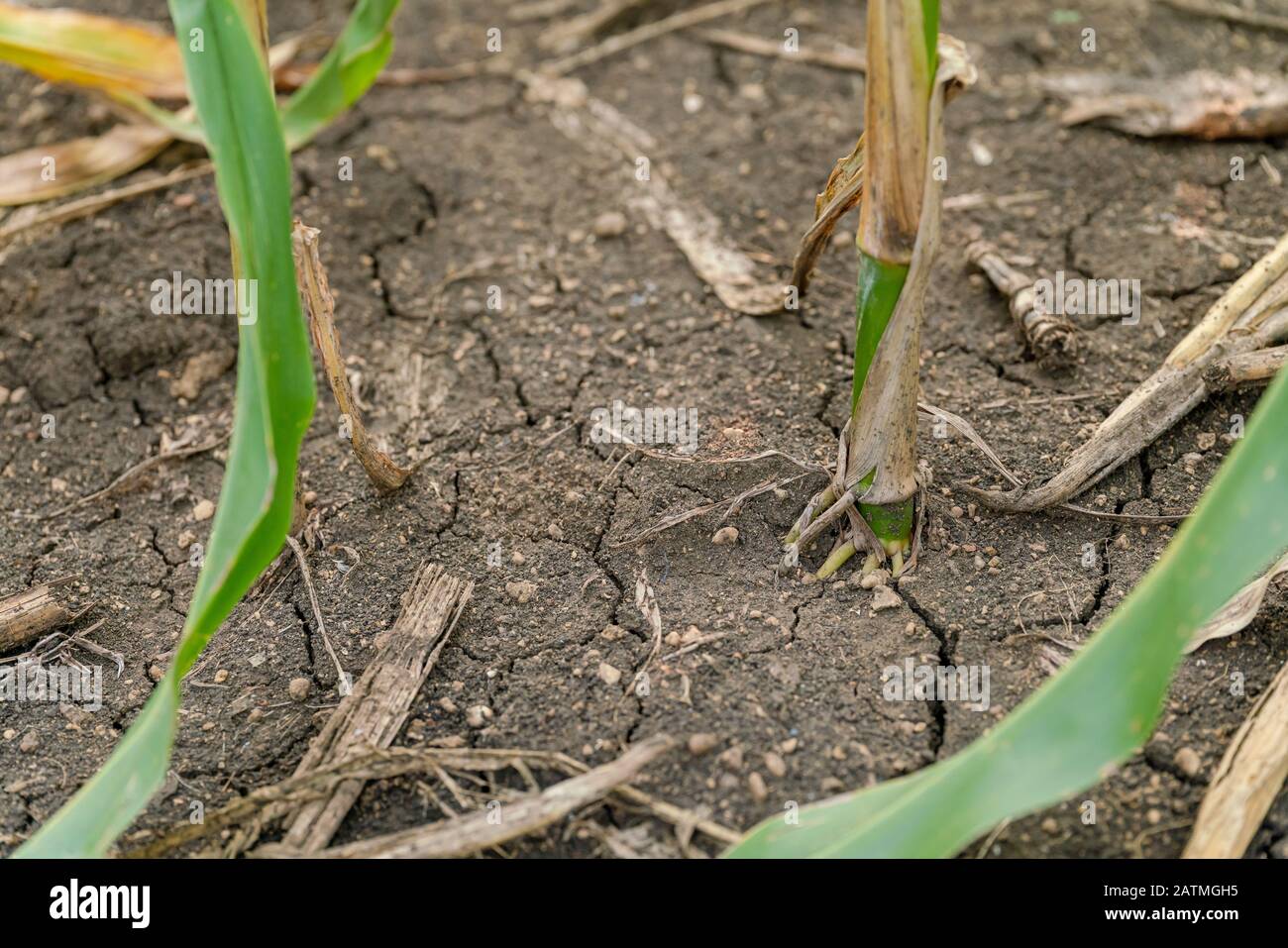 Corn plant roots hi-res stock photography and images - Alamy