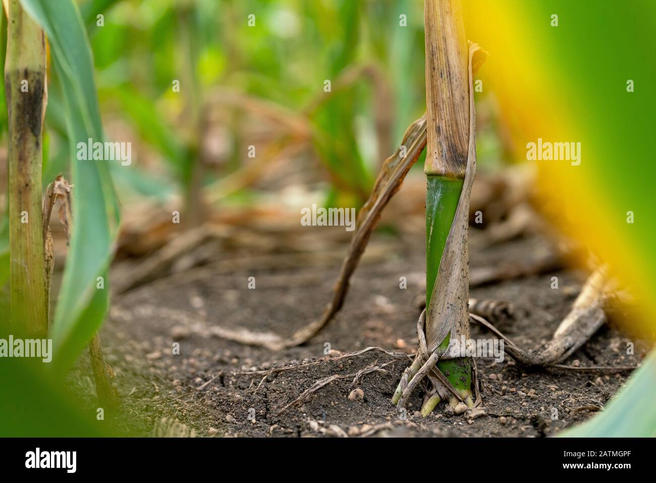 Corn plant roots hi-res stock photography and images - Alamy