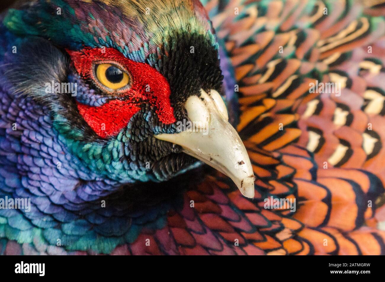 Ring necked pheasants hi-res stock photography and images - Alamy