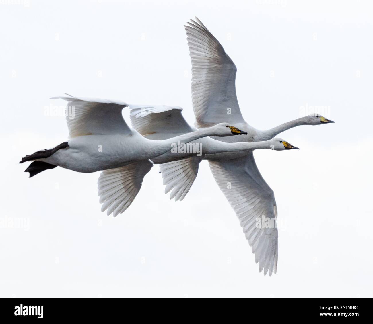 Three swans flying together Cut Out Stock Images & Pictures - Alamy
