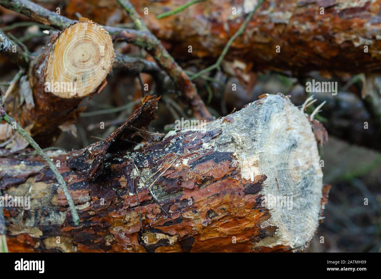 Cut a large pine tree into pieces. Close-up. Selective focus. Without ...