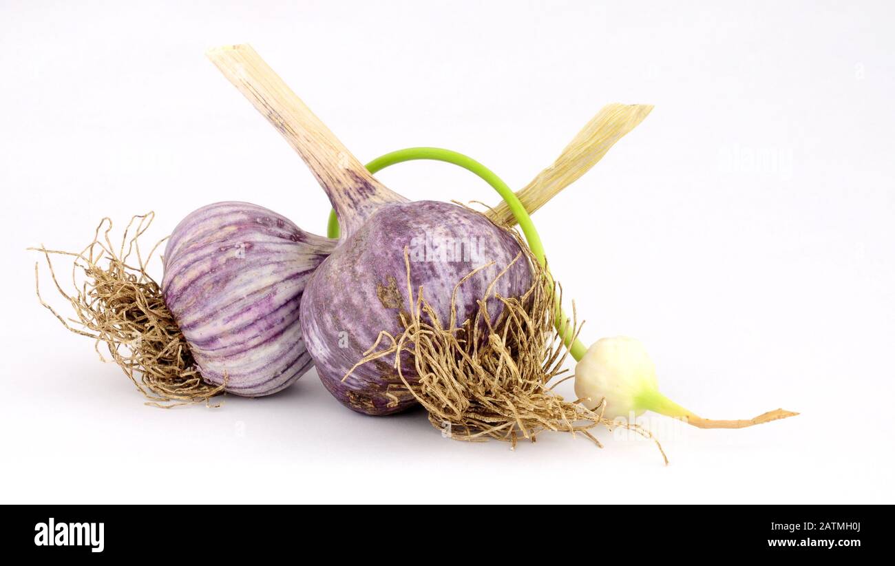 Organic purple garlic bulbs on a white background Stock Photo - Alamy