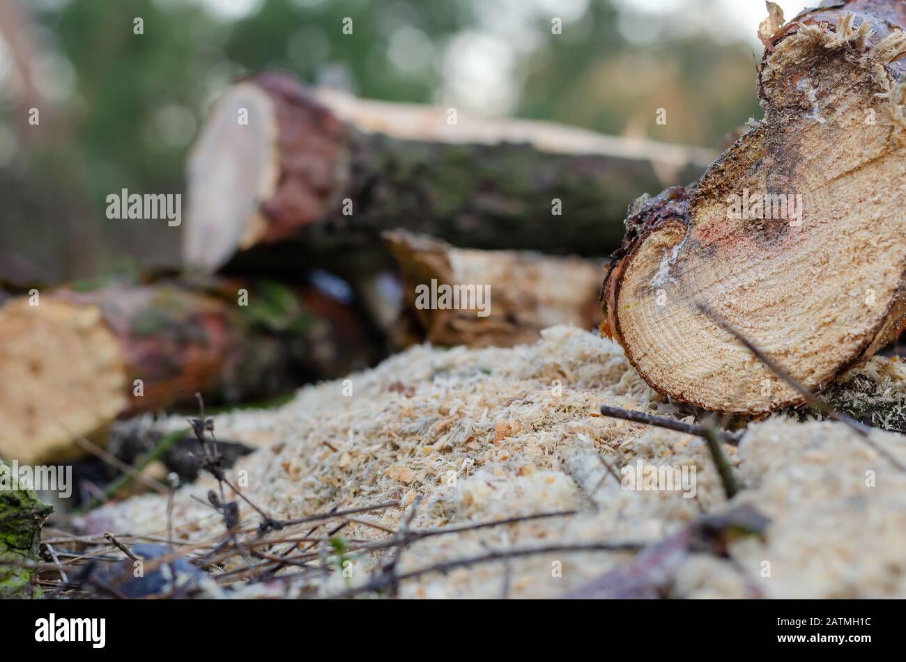 Logging firewood. Eye level shooting. Close-up. Focus in the foreground ...