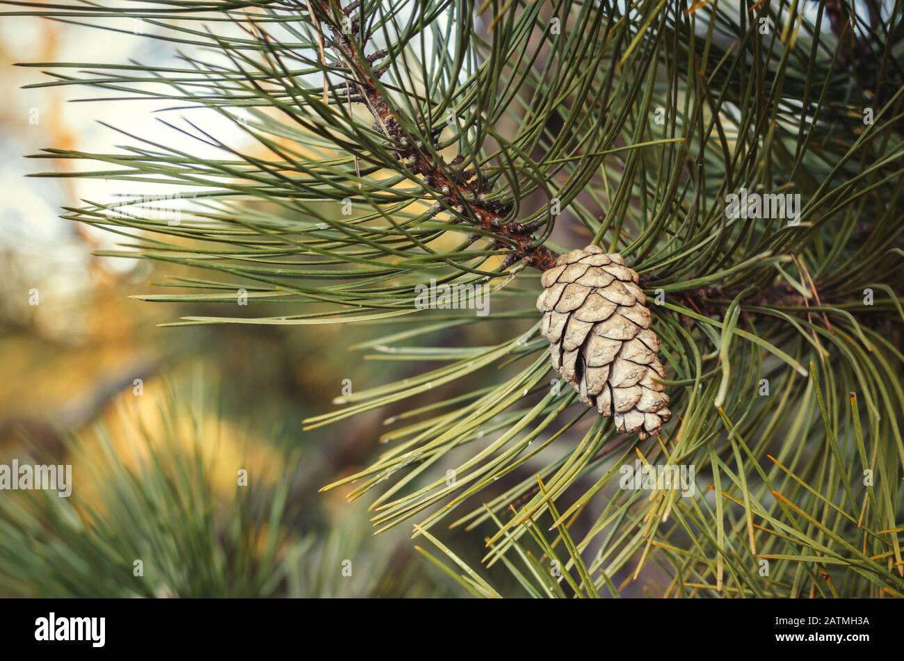 Growing Pine Cone High Resolution Stock Photography and Images - Alamy
