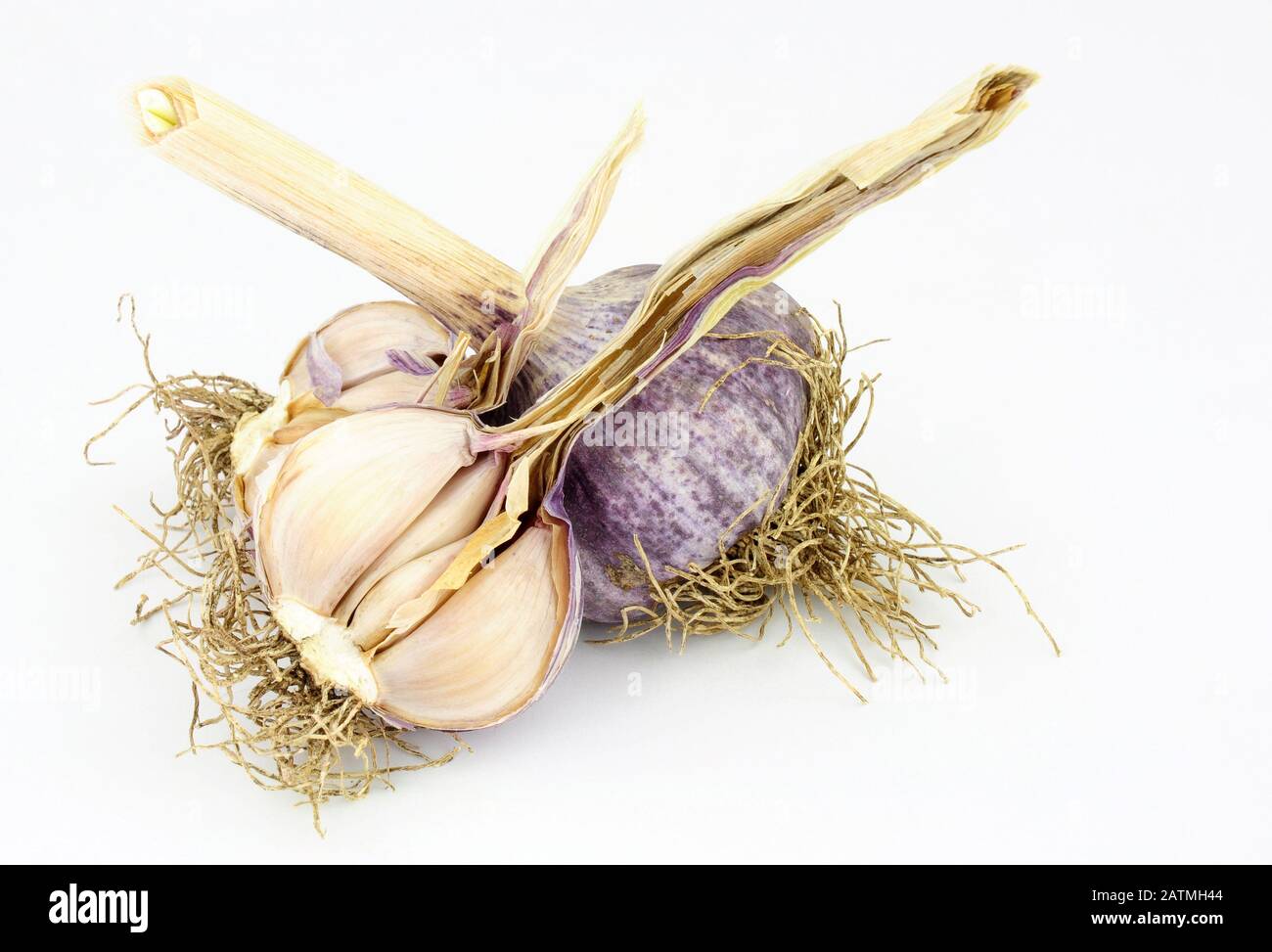 Organic purple garlic bulbs on a white background Stock Photo - Alamy
