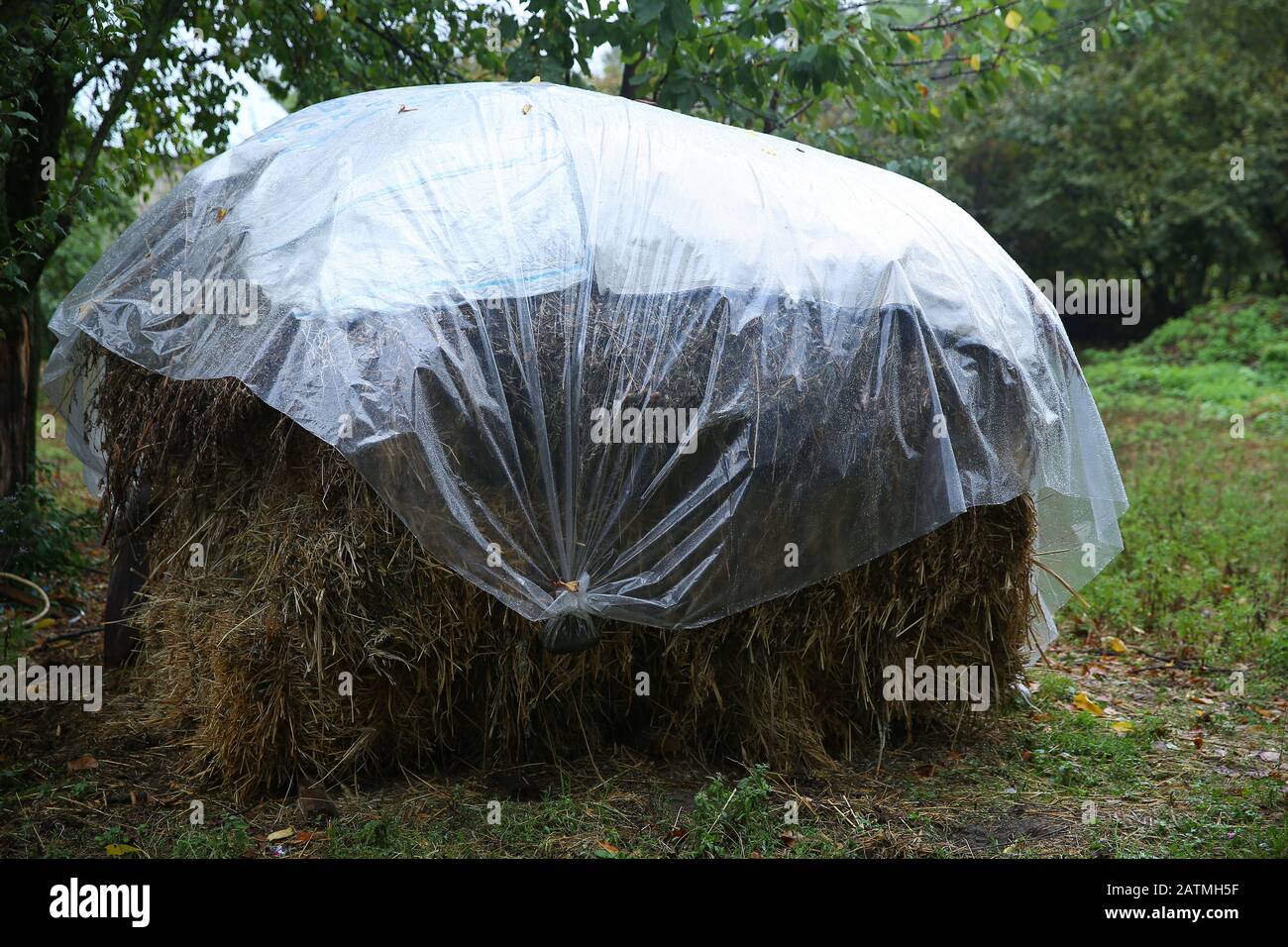 Stack of Rice . A pile of hay among the green grass. a large haystack ...
