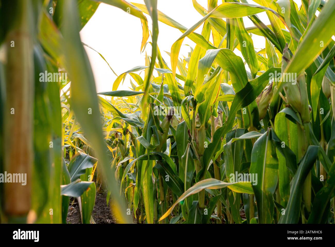 Corn pods on corn trees Stock Photo - Alamy