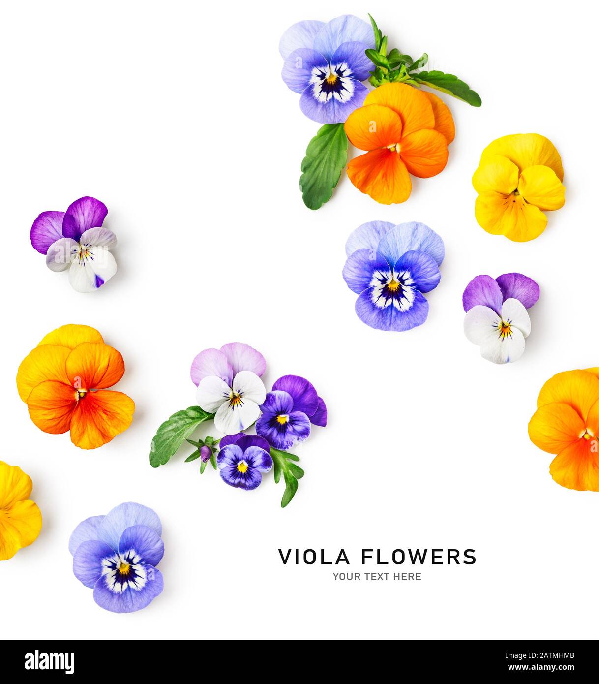 Viola pansy flower composition and creative layout. Colorful spring ...
