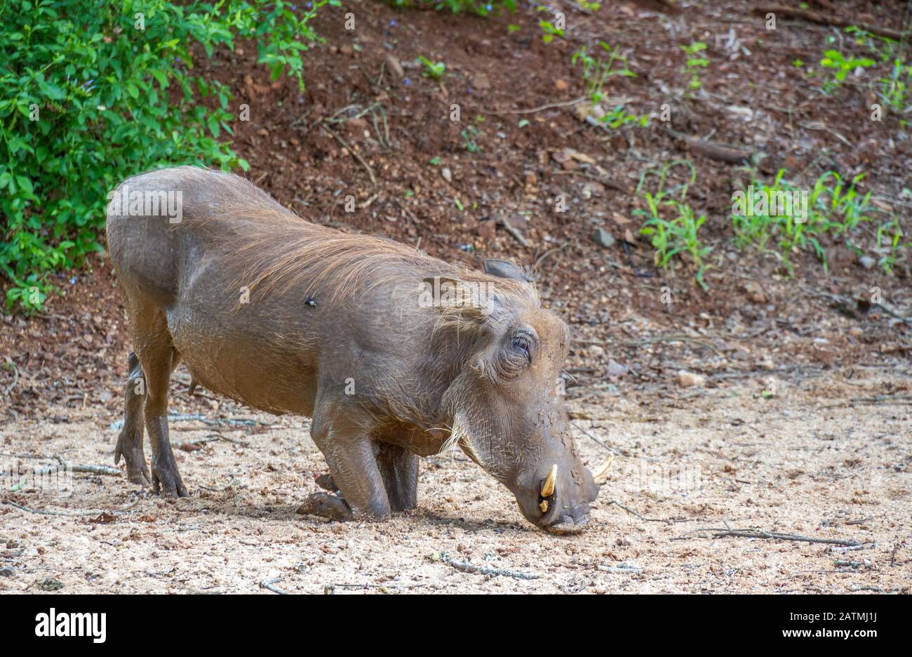 A warthog bends its front legs backwards when digging in the earth for ...