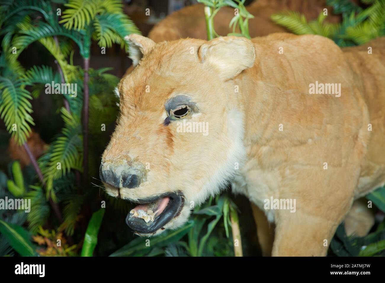 Statue lion . Life size replica model . The lion is in an artificial ...