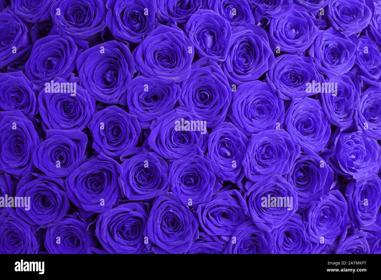 Blue Roses Background Tumblr