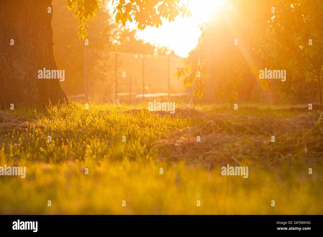 Natural sun rays in the garden at sunset Stock Photo - Alamy