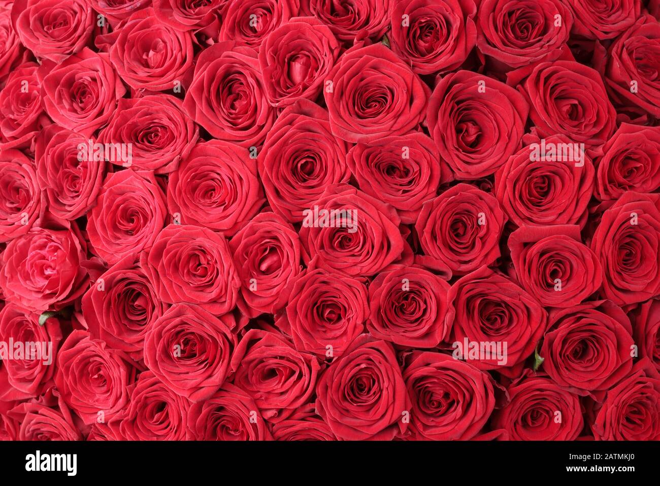 Red floral roses backdrop. Red roses background Stock Photo - Alamy