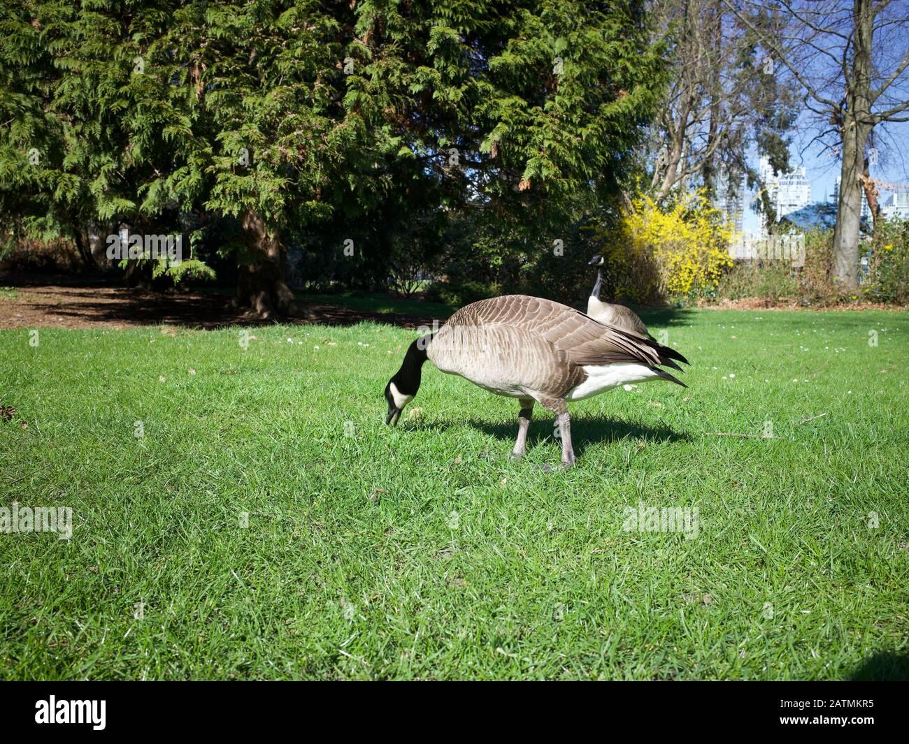 Canada goose standing rock hi-res stock photography and images - Alamy