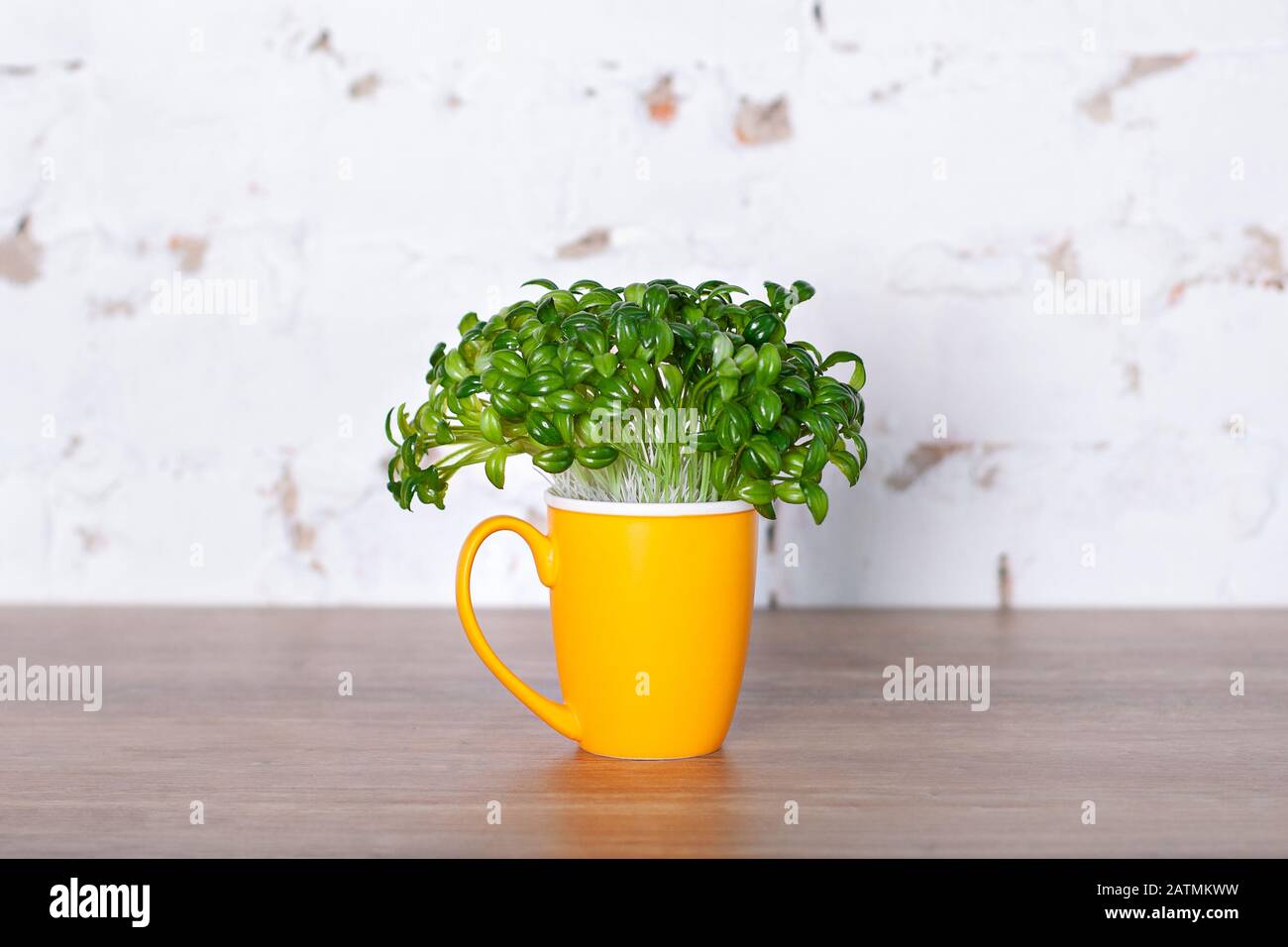 coffee plant in cup. Sprouted coffee sprouts, fresh natural green ...