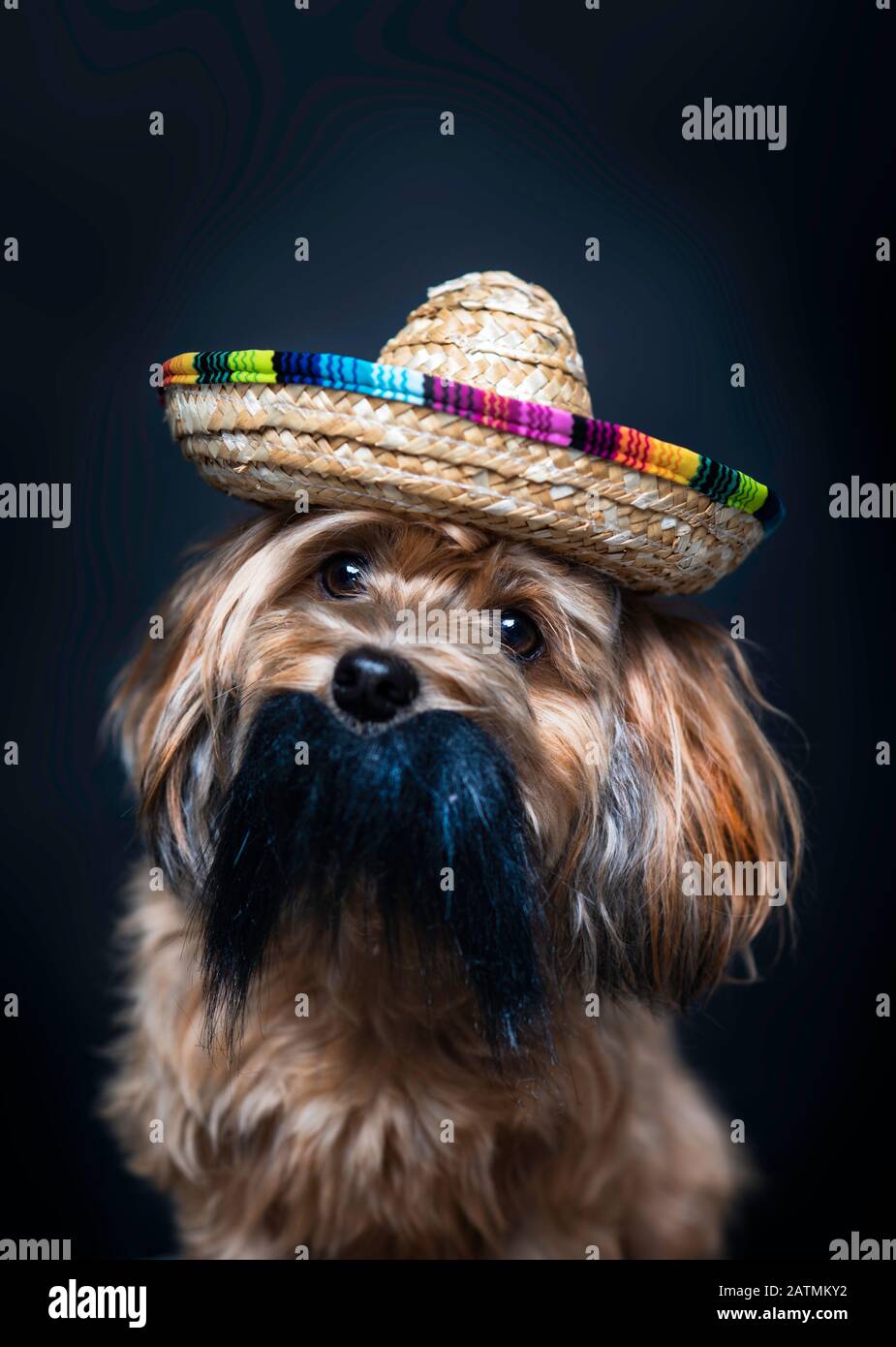 adorable little dog with a moustache wearing a sombrero Stock Photo - Alamy