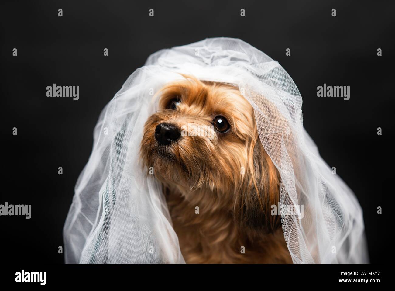adorable little dog as a bride in a veil Stock Photo - Alamy