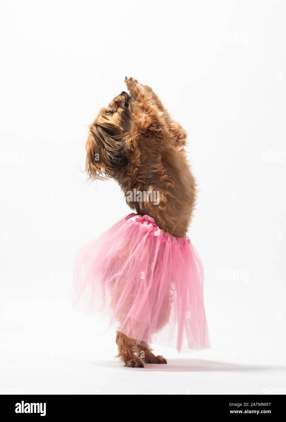 Ballerina ballet personality hi-res stock photography and images - Alamy