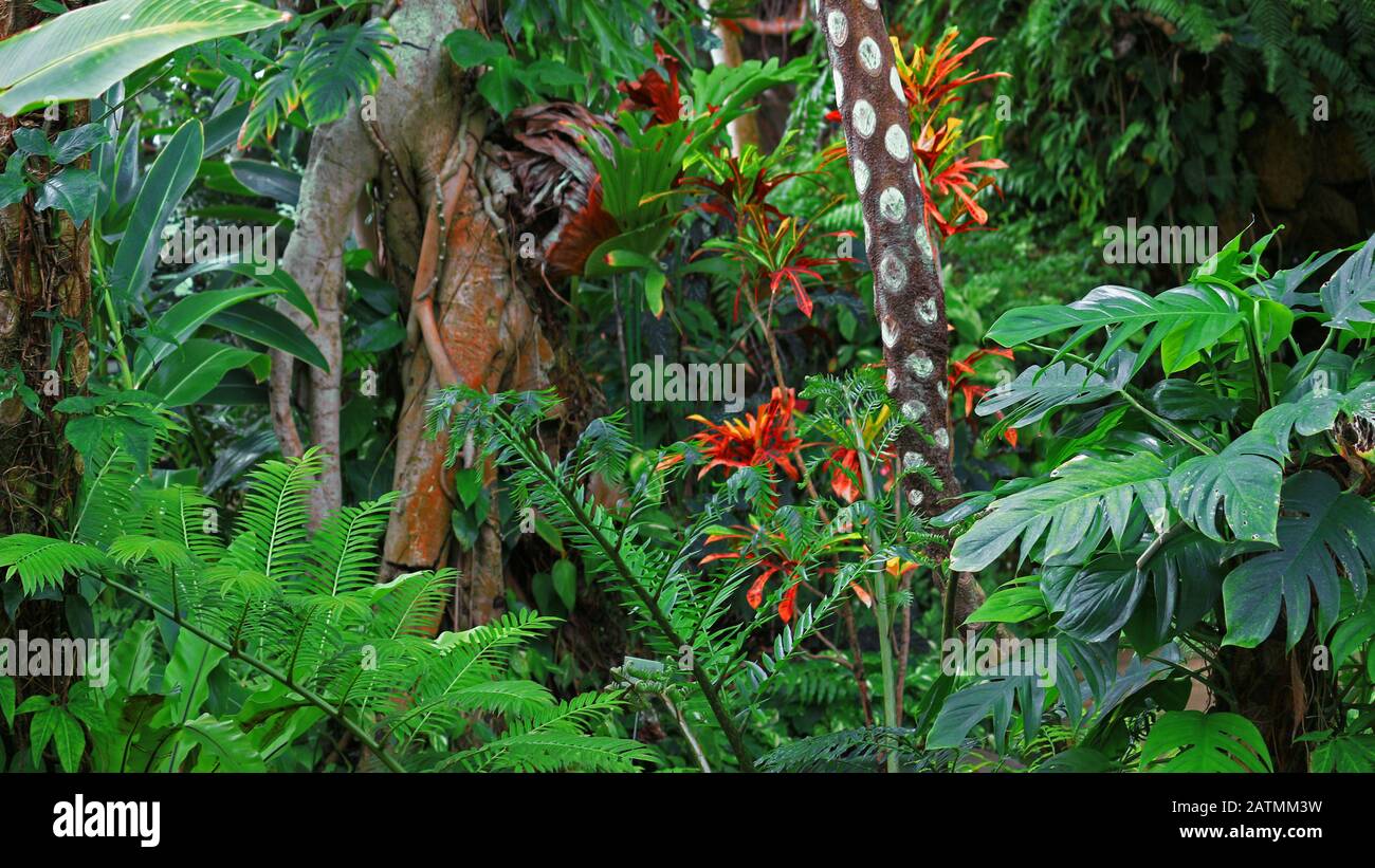 Lush and colorful tropical jungle landscape Stock Photo - Alamy