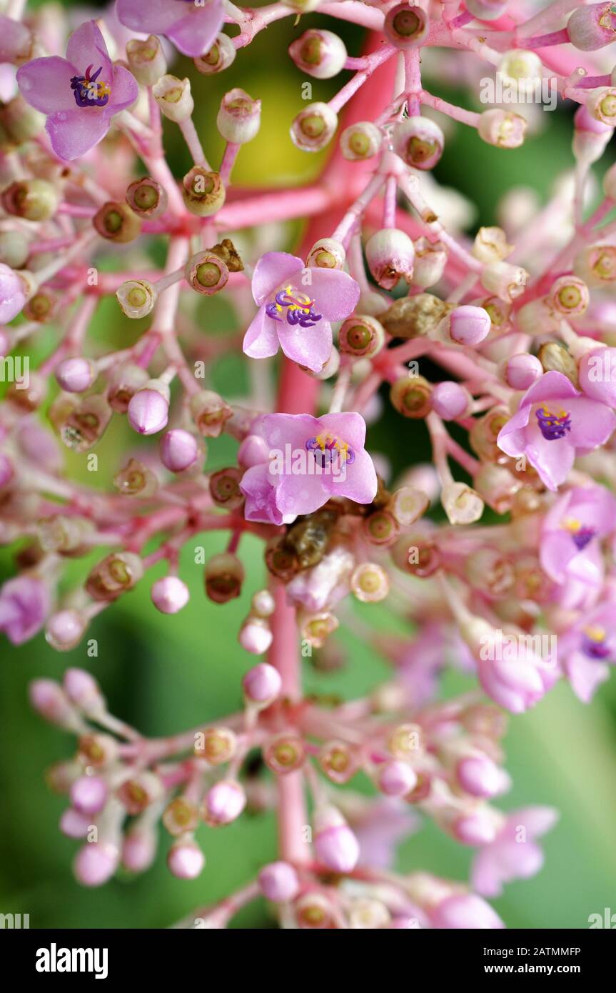 Pink Waxy Flowers High Resolution Stock Photography and Images - Alamy
