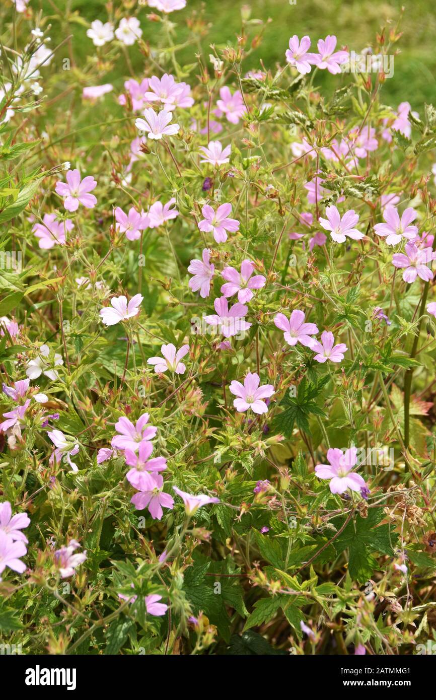 Geranium oxonianum hi-res stock photography and images - Alamy