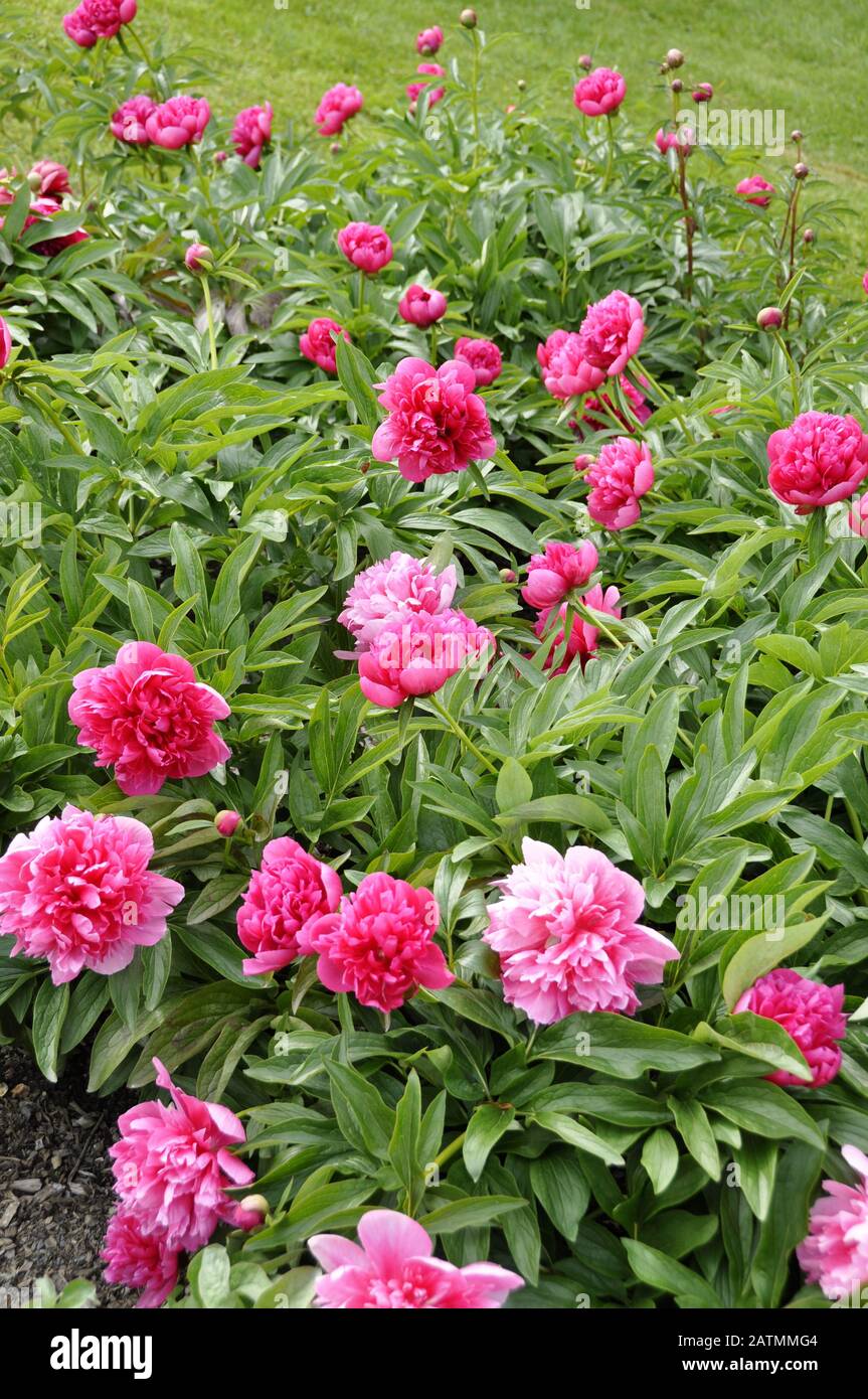 Red and pink peonies flowering Stock Photo - Alamy