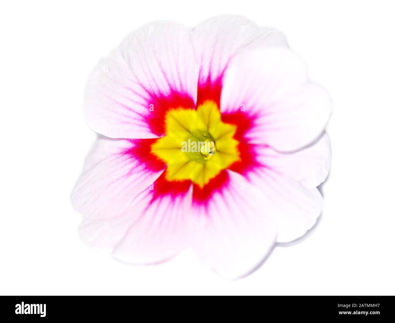 Close-up on pink and white primrose flower on white background Stock ...
