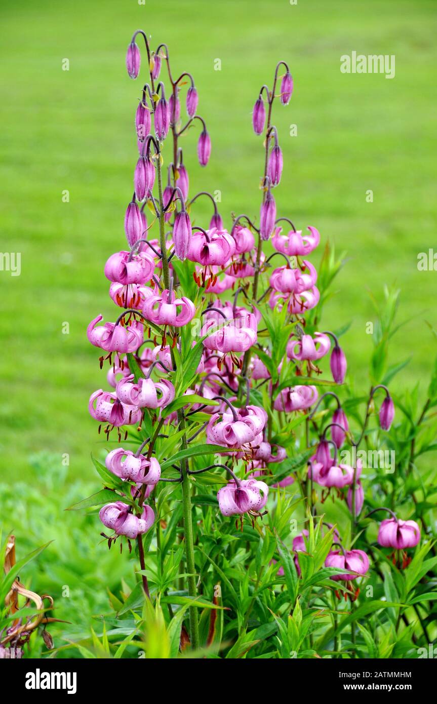 Lily pink lilium flowers hi-res stock photography and images - Alamy