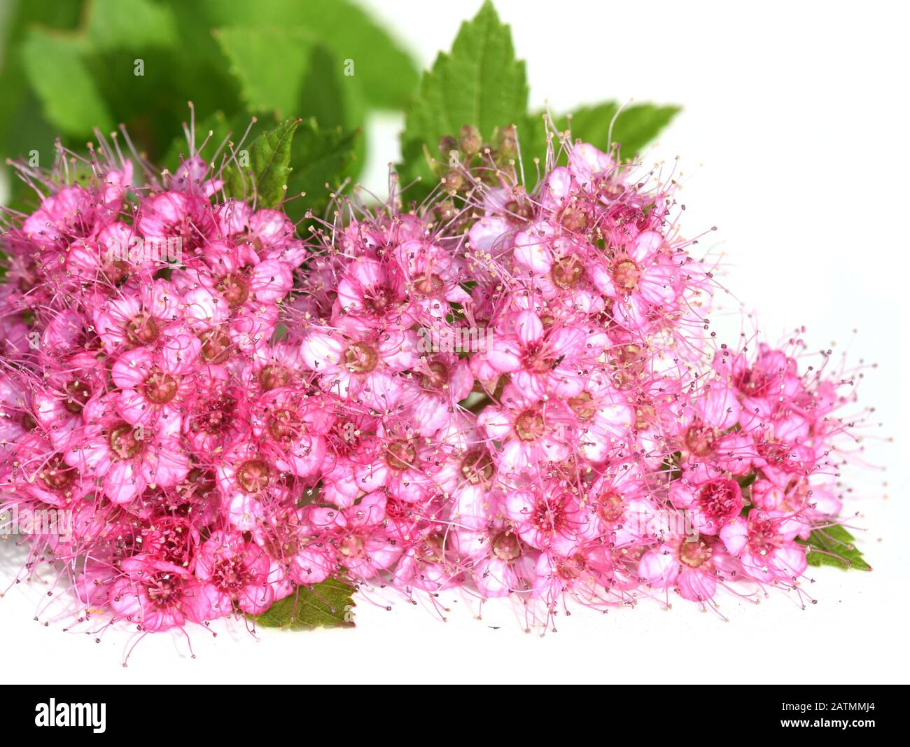 The Japanese meadowsweet Spiraea japonica with pink flowers isolated on ...