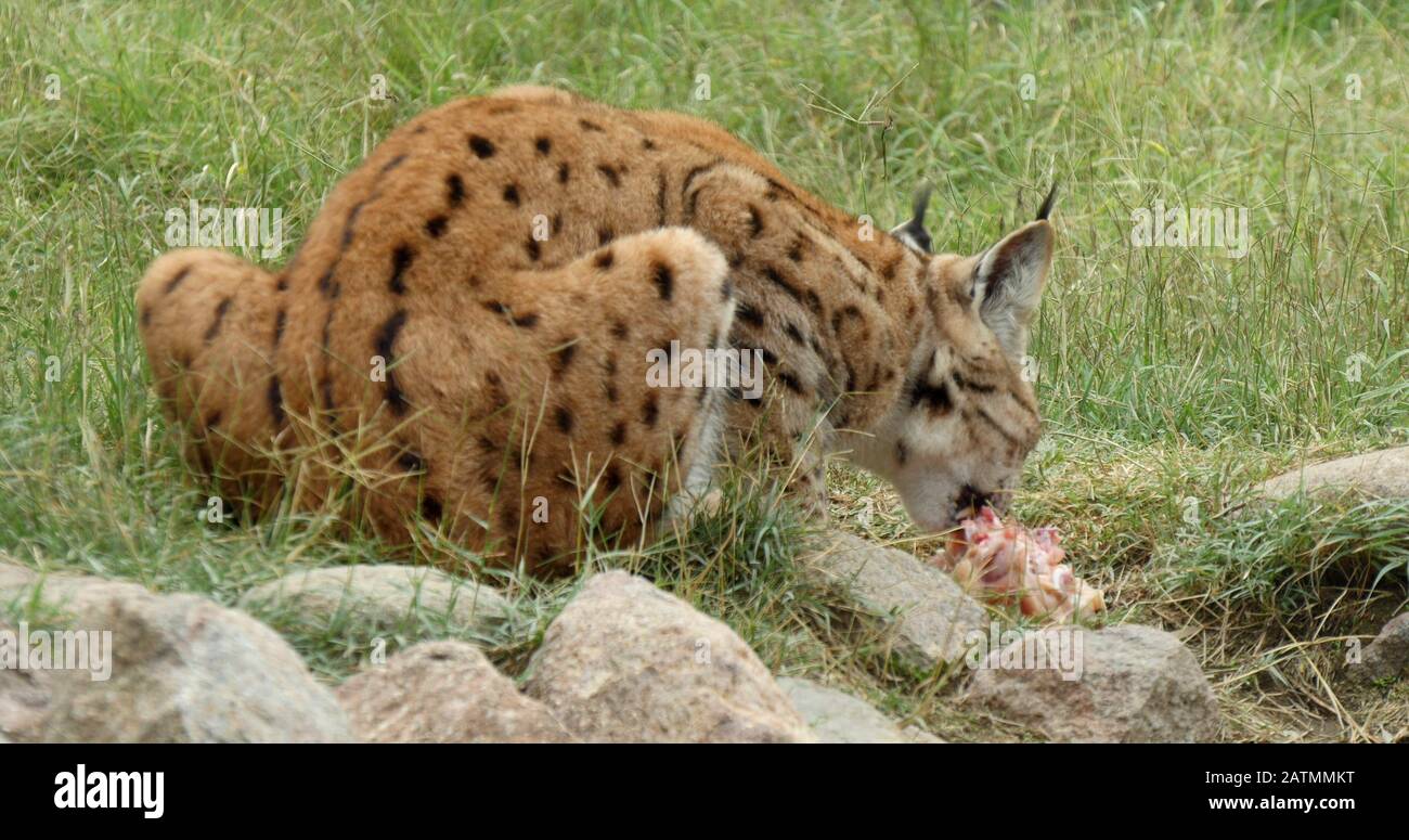 Caracal carnivorous animal hi-res stock photography and images - Alamy