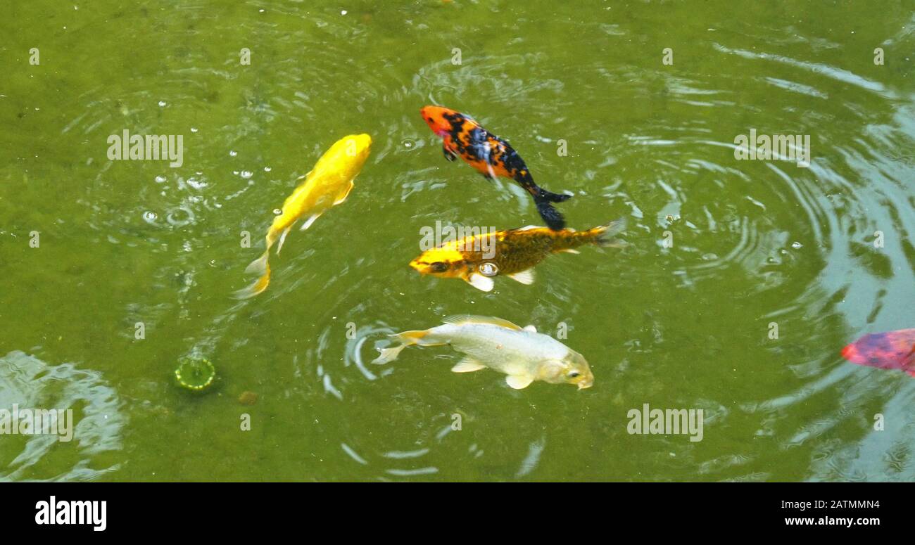 Top view fishes swimming in hi-res stock photography and images - Alamy