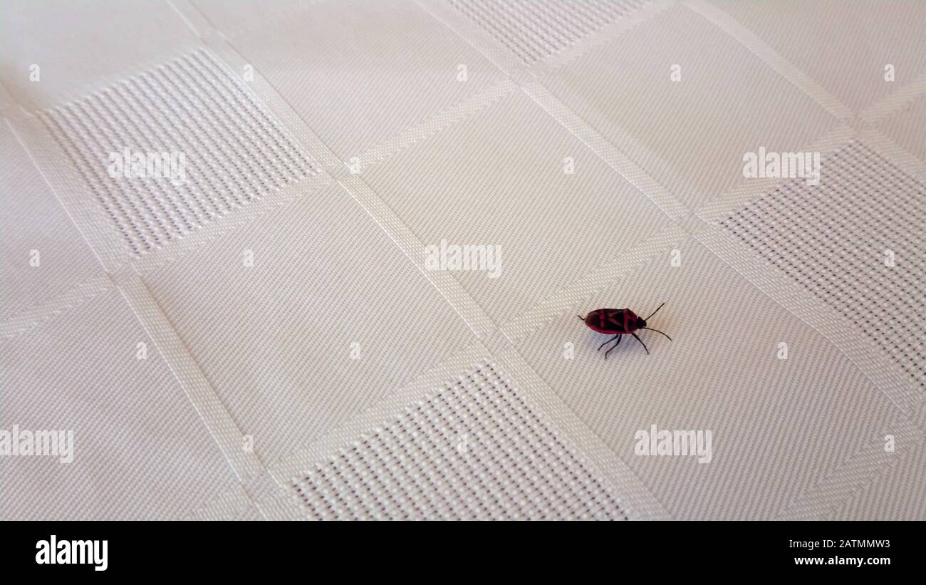 Small beetle fast walking across the table fabric Stock Photo - Alamy