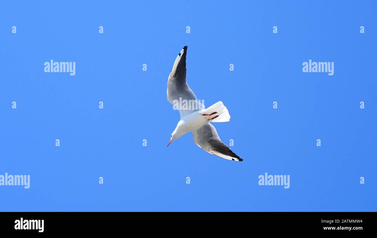 Dynamic soaring sea bird hi-res stock photography and images - Alamy