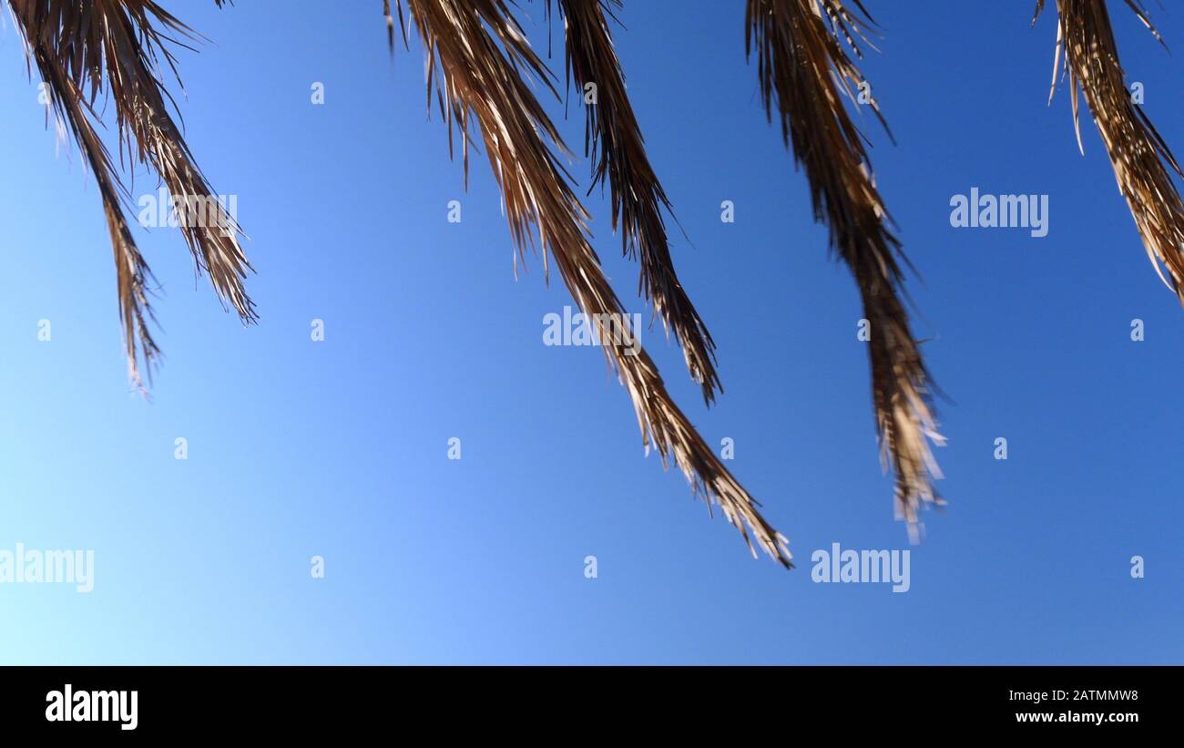 Tree branch swaying hi-res stock photography and images - Alamy
