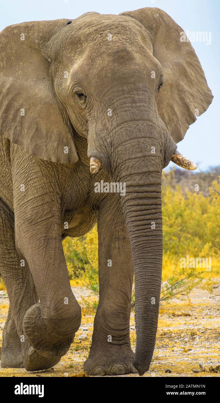 Serengeti plains bull elephant hi-res stock photography and images - Alamy
