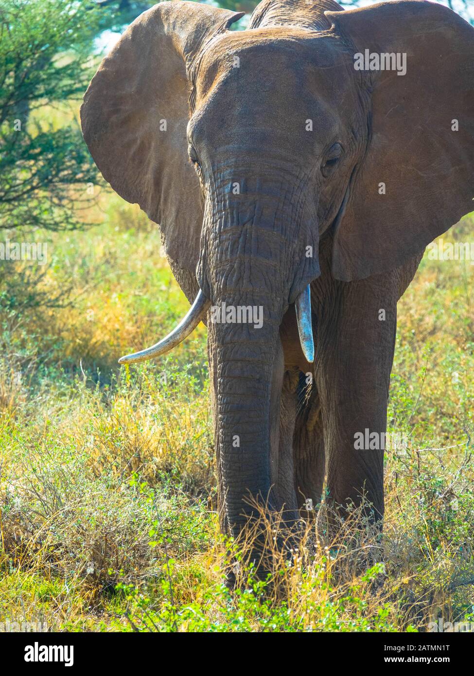 Serengeti plains bull elephant hi-res stock photography and images - Alamy
