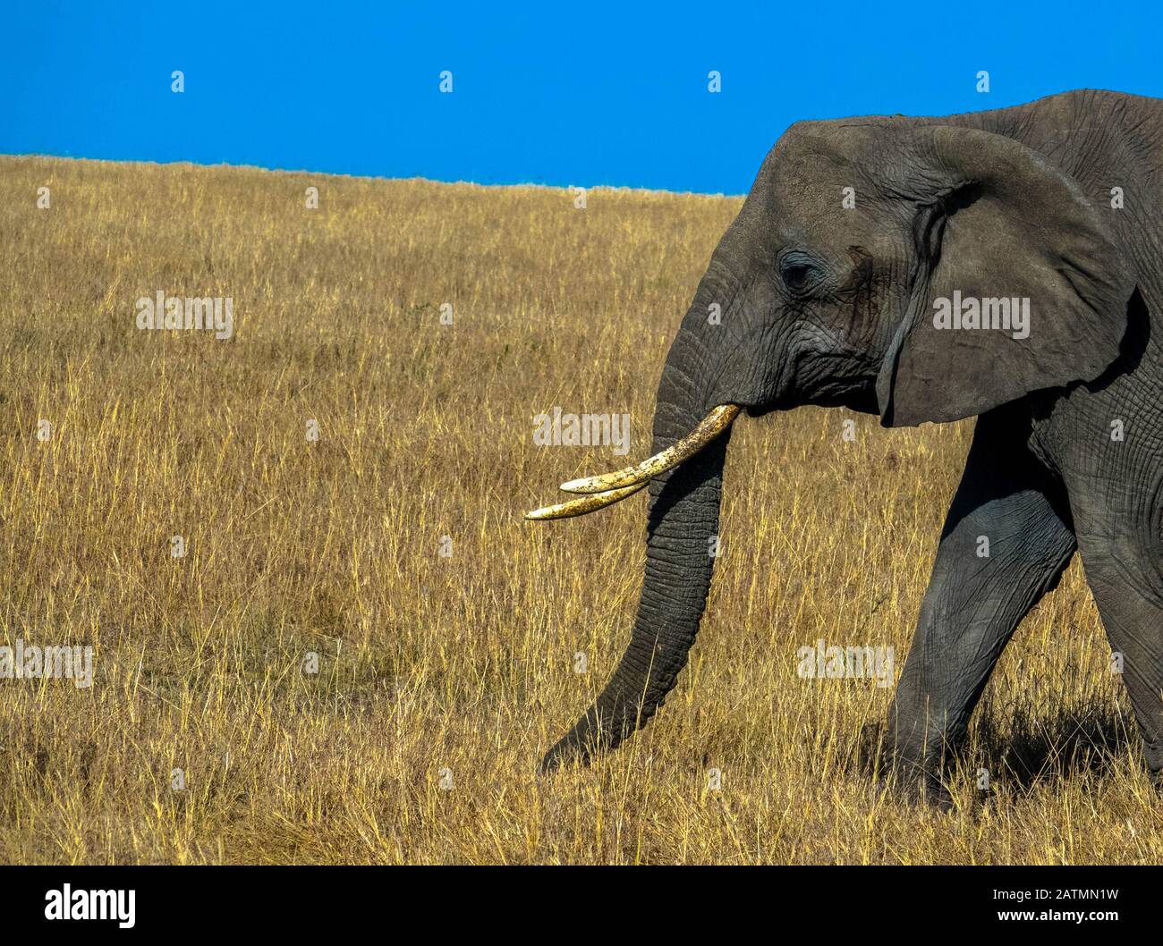 African Elephant Face Profile