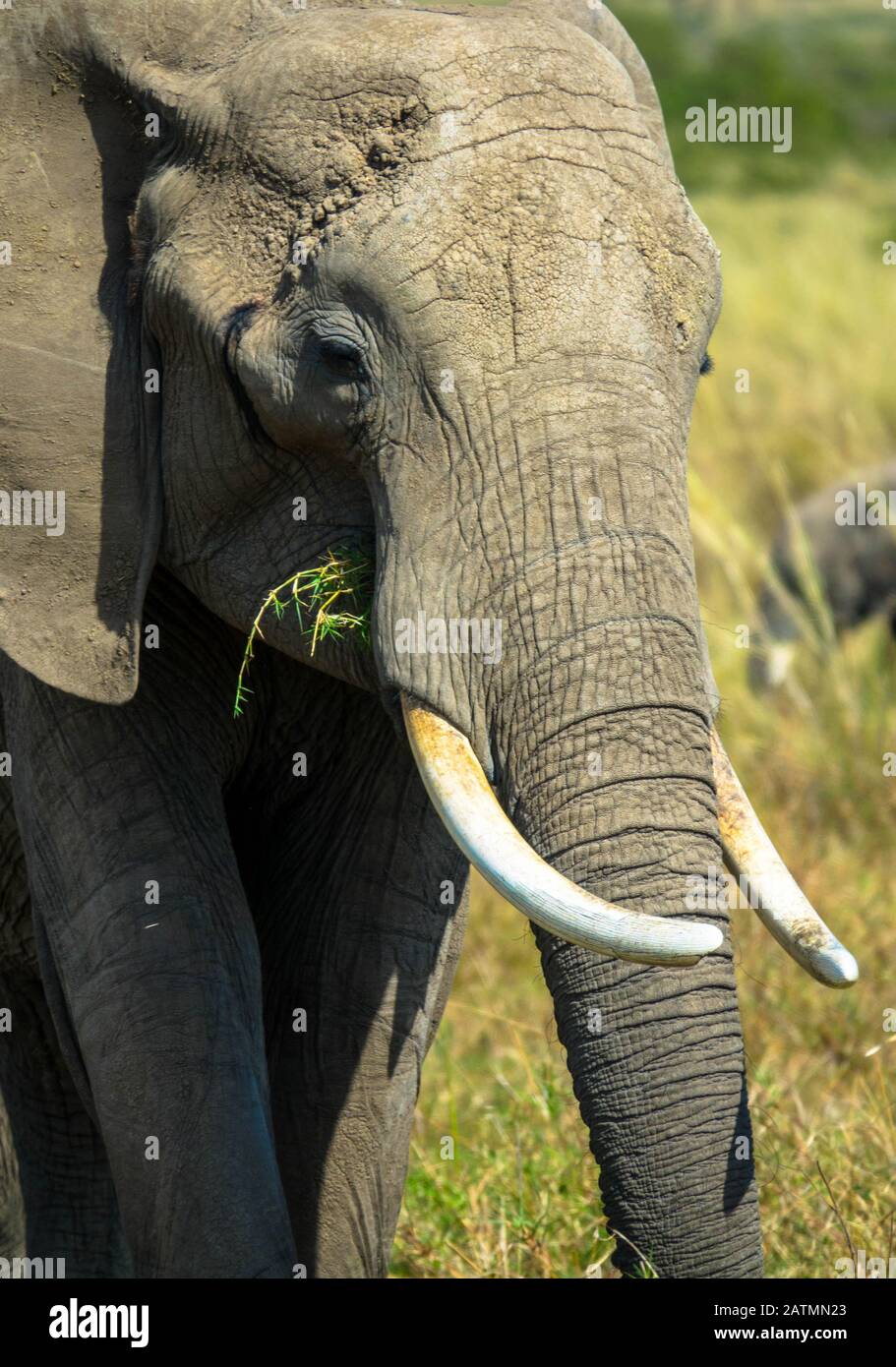 African elephant side profile close-up Stock Photo - Alamy