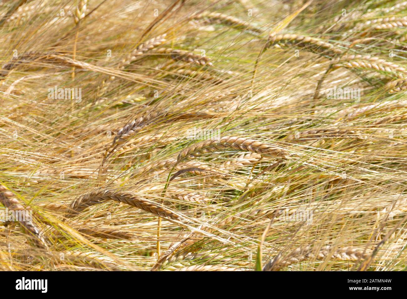 Barley growing in field hi-res stock photography and images - Alamy