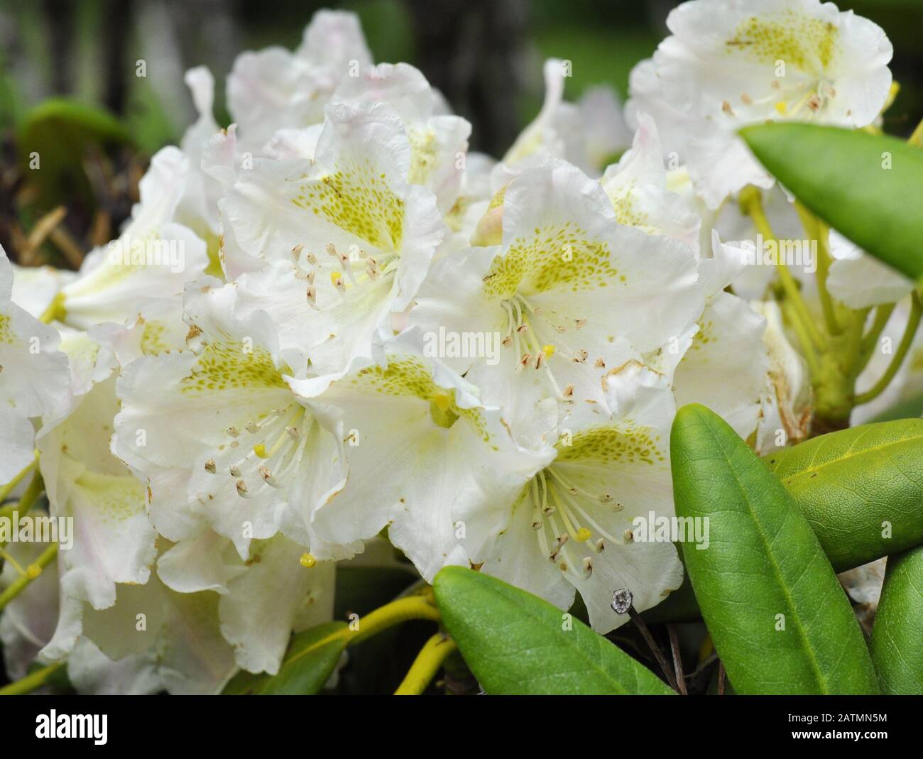 White rhododendron hi-res stock photography and images - Alamy
