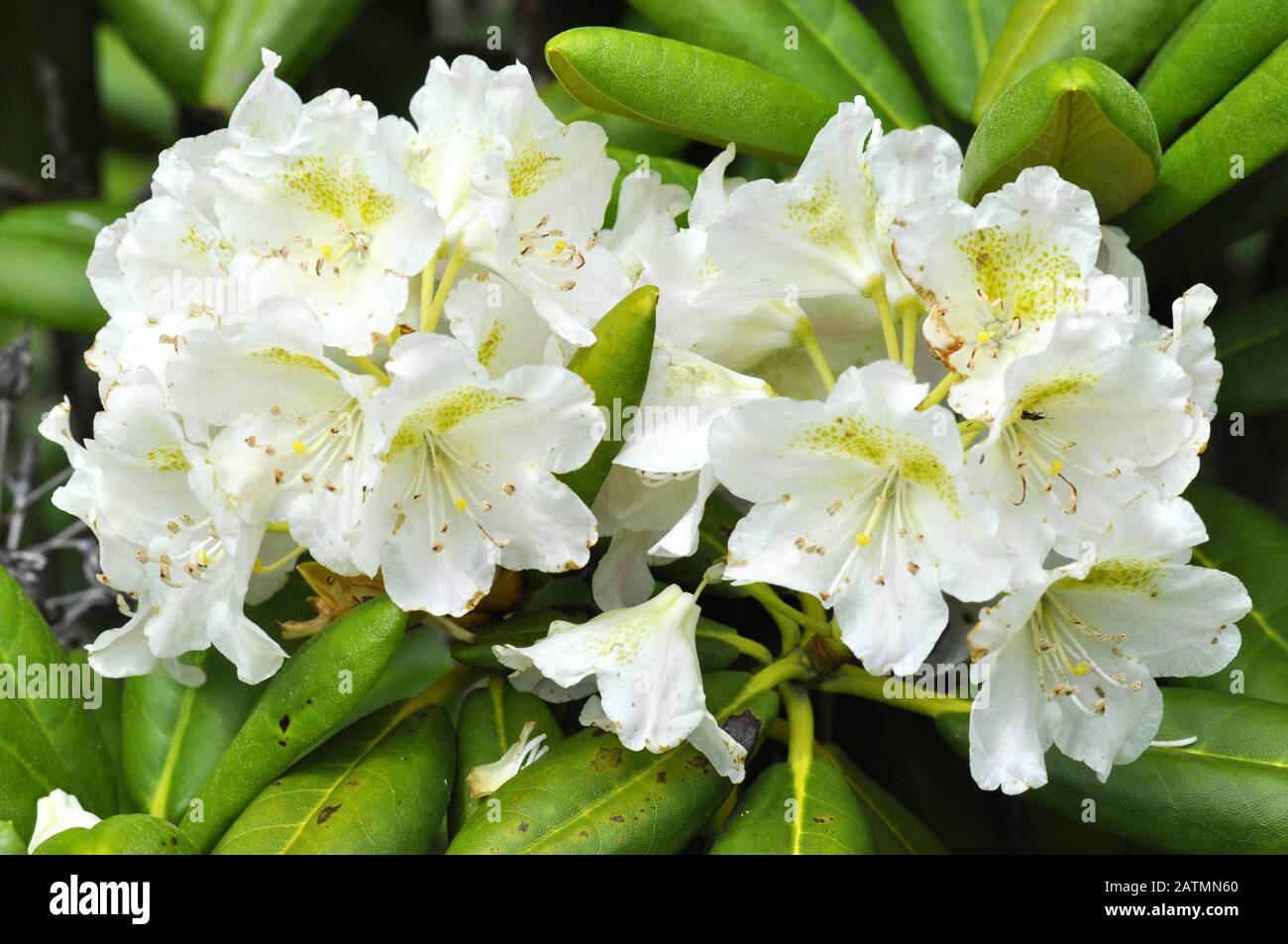 White rhododendron hi-res stock photography and images - Alamy