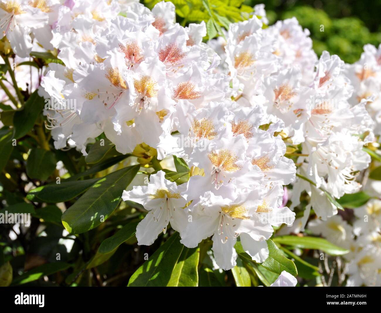 White Rhododendron Flowers High Resolution Stock Photography and Images ...