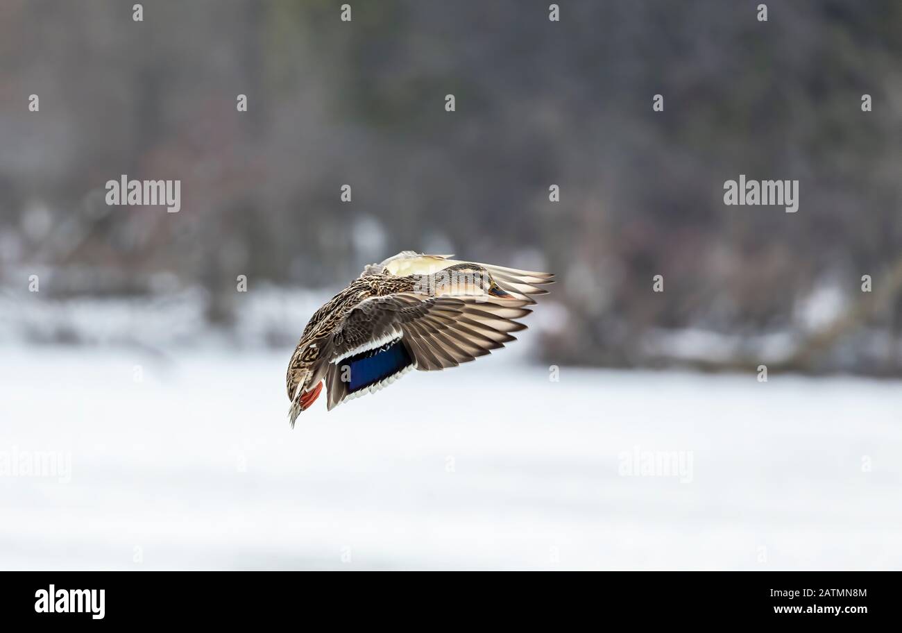 Duck landing. Mallard duck in flight.Natural scene from wisconsin ...