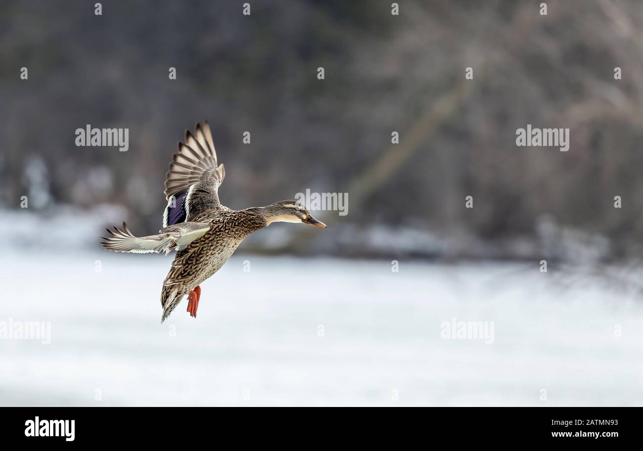 Duck landing. Mallard duck in flight.Natural scene from wisconsin ...