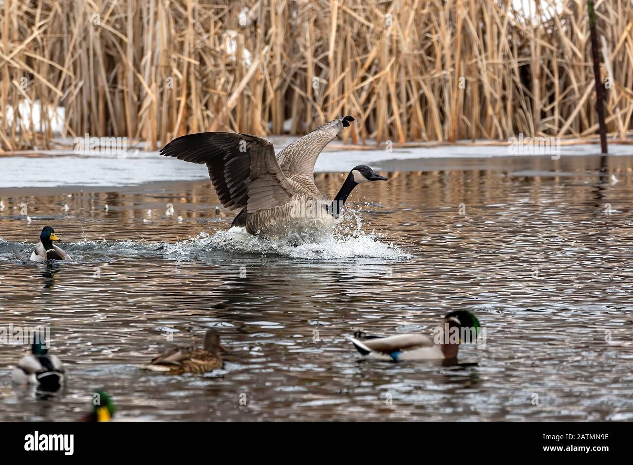 Goose water fowl landing splash hi-res stock photography and images - Alamy